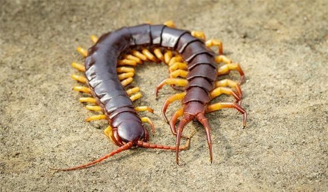 The Superpowers of Australian Centipede Ceilings: How Can They Eat ...