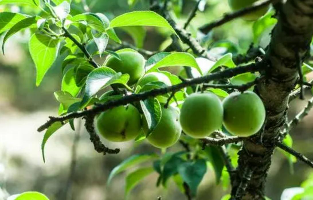 In early summer, it is most suitable to read Yang Wanli's short poems ...