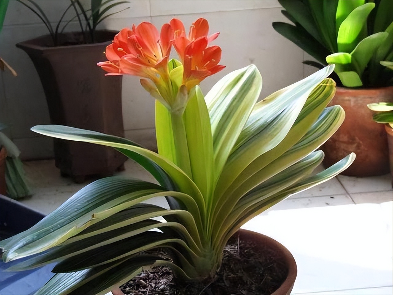 In March and April, Clivia is "easy to be hungry", feed 4 things, the ...