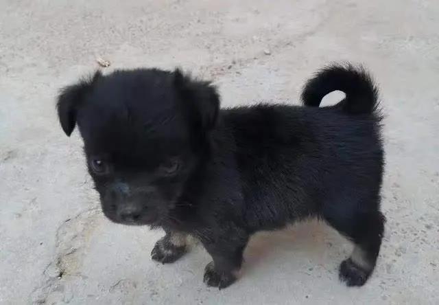 The native dog has a scientific name: Chinese Pastoral Dog - iNEWS