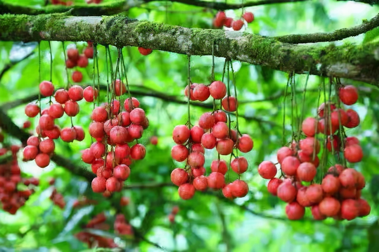 Let you know eight kinds of tropical fruits, come to Banna to realize ...