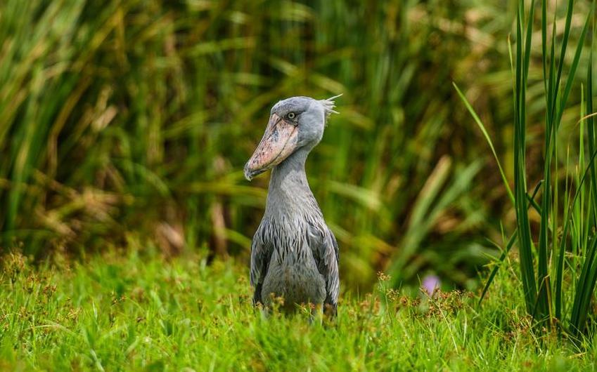 The cute stork looks dazed, but in fact it is a deadly hunter!Come to ...