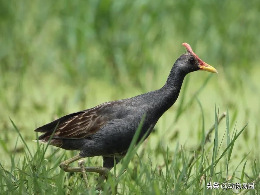 Species Encyclopedia: Dong Chicken - iNEWS
