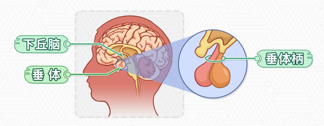 Exploring Neuroscience: 9 Interesting Facts About Cortisol - iNEWS