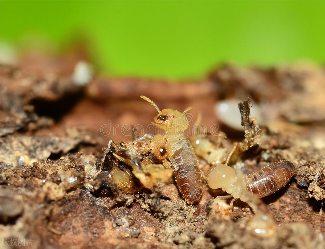 How miserable is the glorious life of the termite queen? - iNEWS
