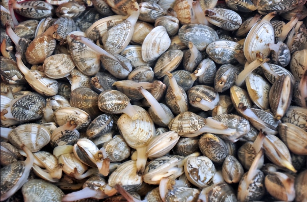 Open sea season, eat seafood strategy, hurry up to get - iNEWS