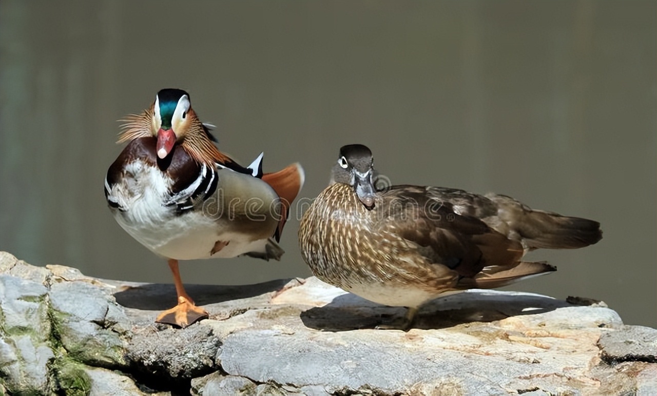 Yuanyang Yufei, a love bird in Chinese folklore - iNEWS