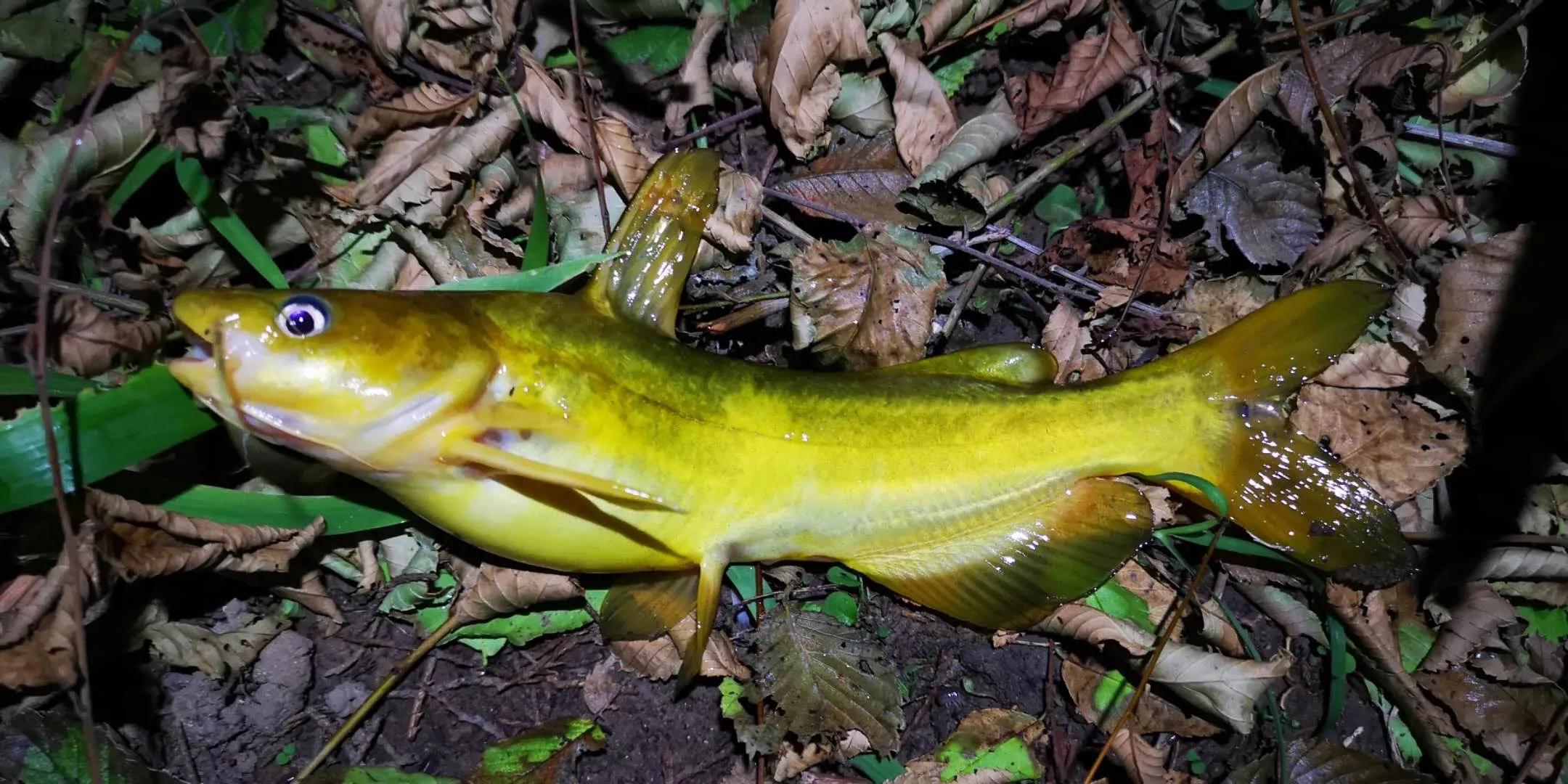 How to catch yellow bone fish in the wild? Remember these tips and ...