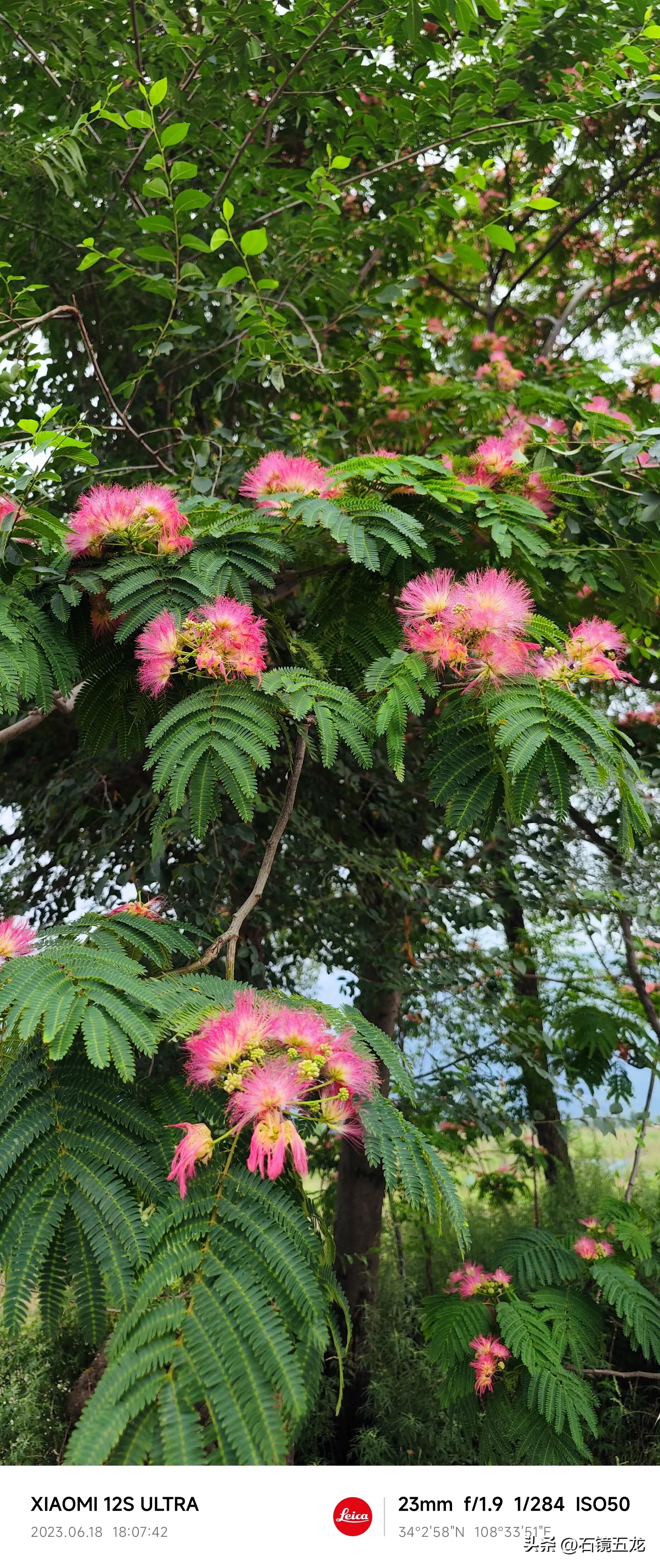 velvet flower - iMedia