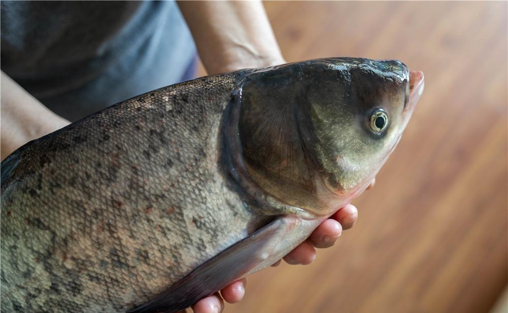 Revealed secrets of autumn snakehead fishing techniques, you can ...