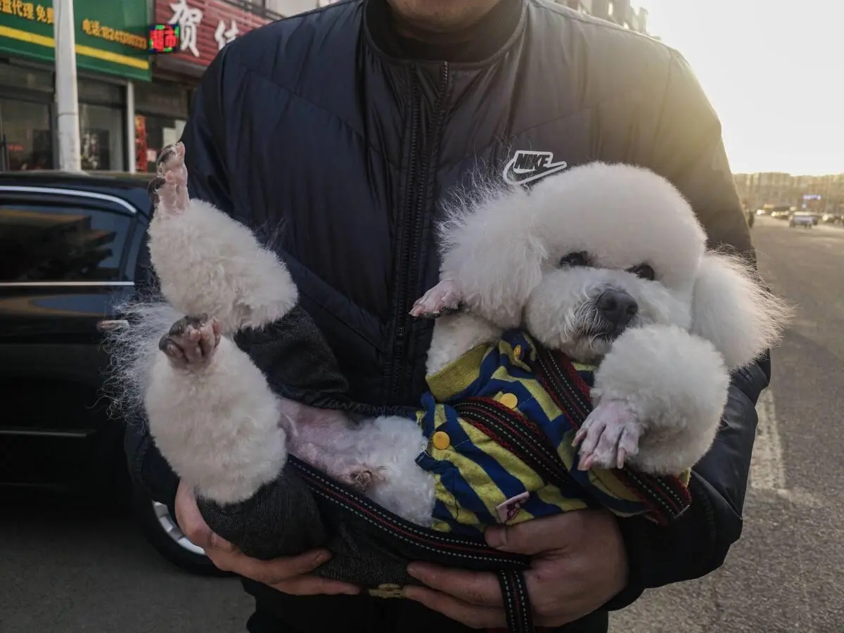 If a dog is dependent on its owner, there will be these 8 behaviors ...