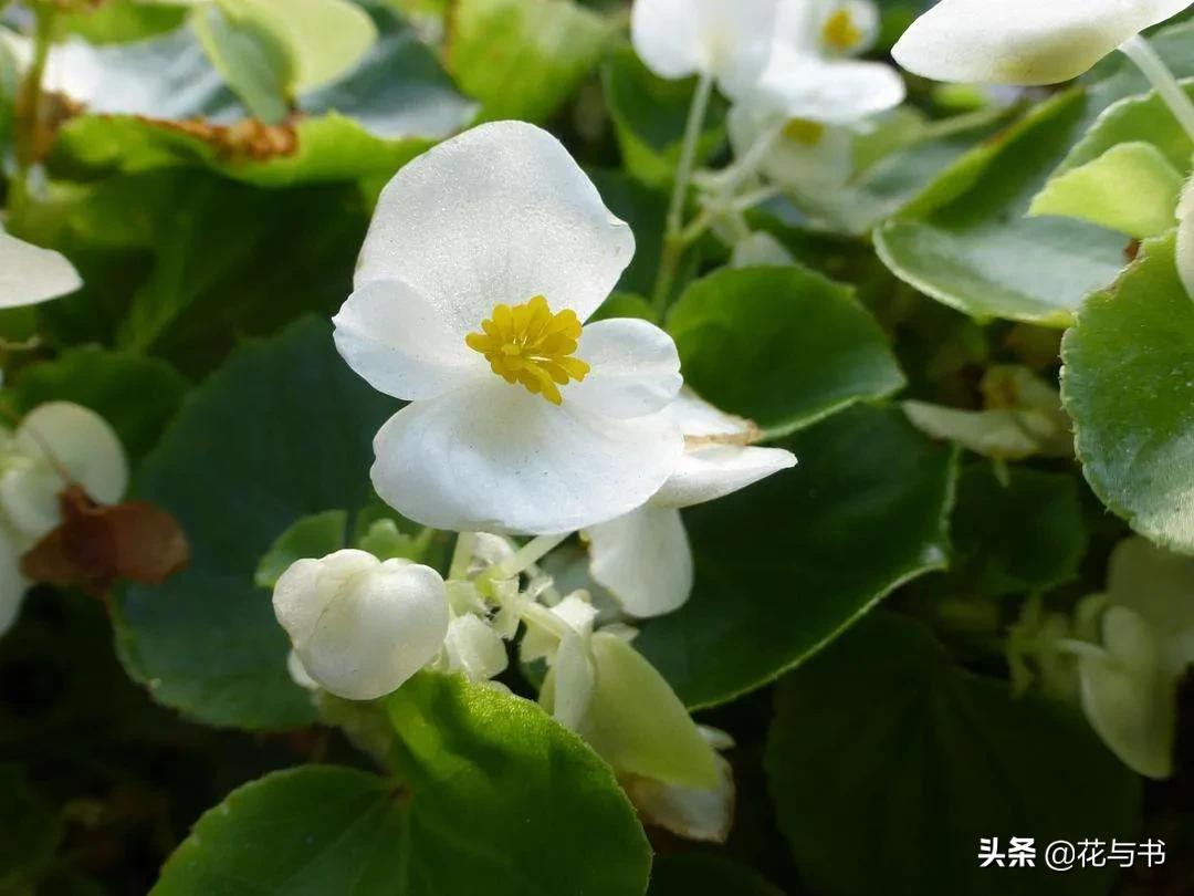 How to grow glass begonia - iNEWS