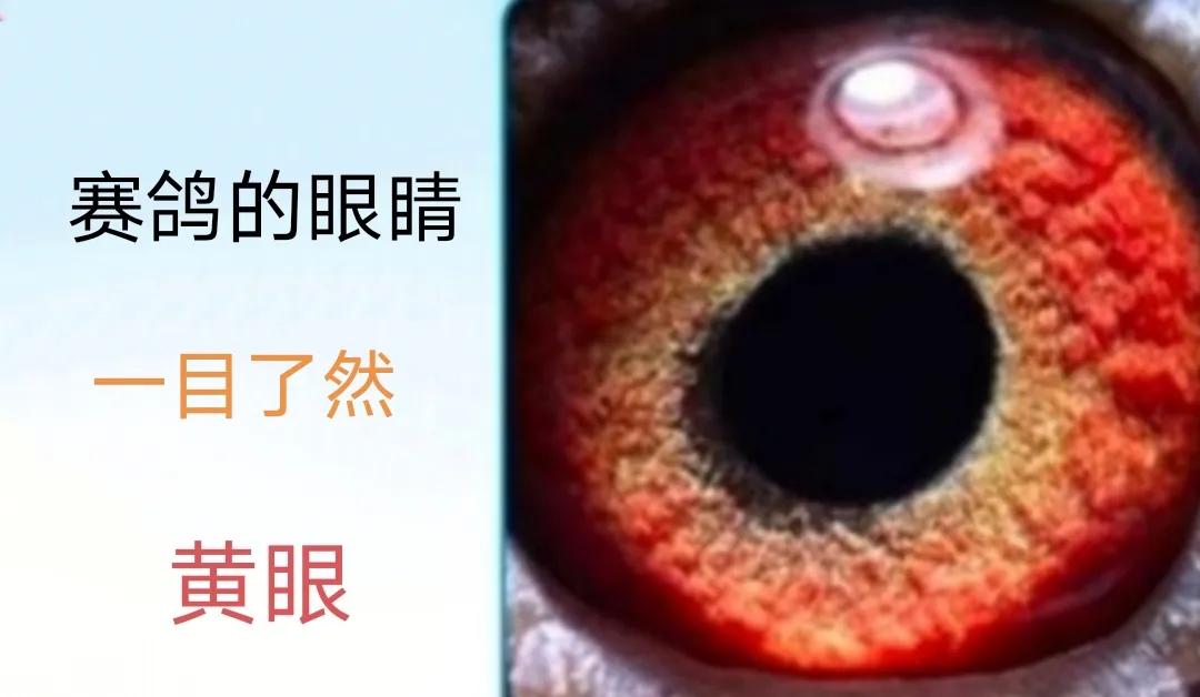 What can you see by looking at a pigeon's eye? - iNEWS