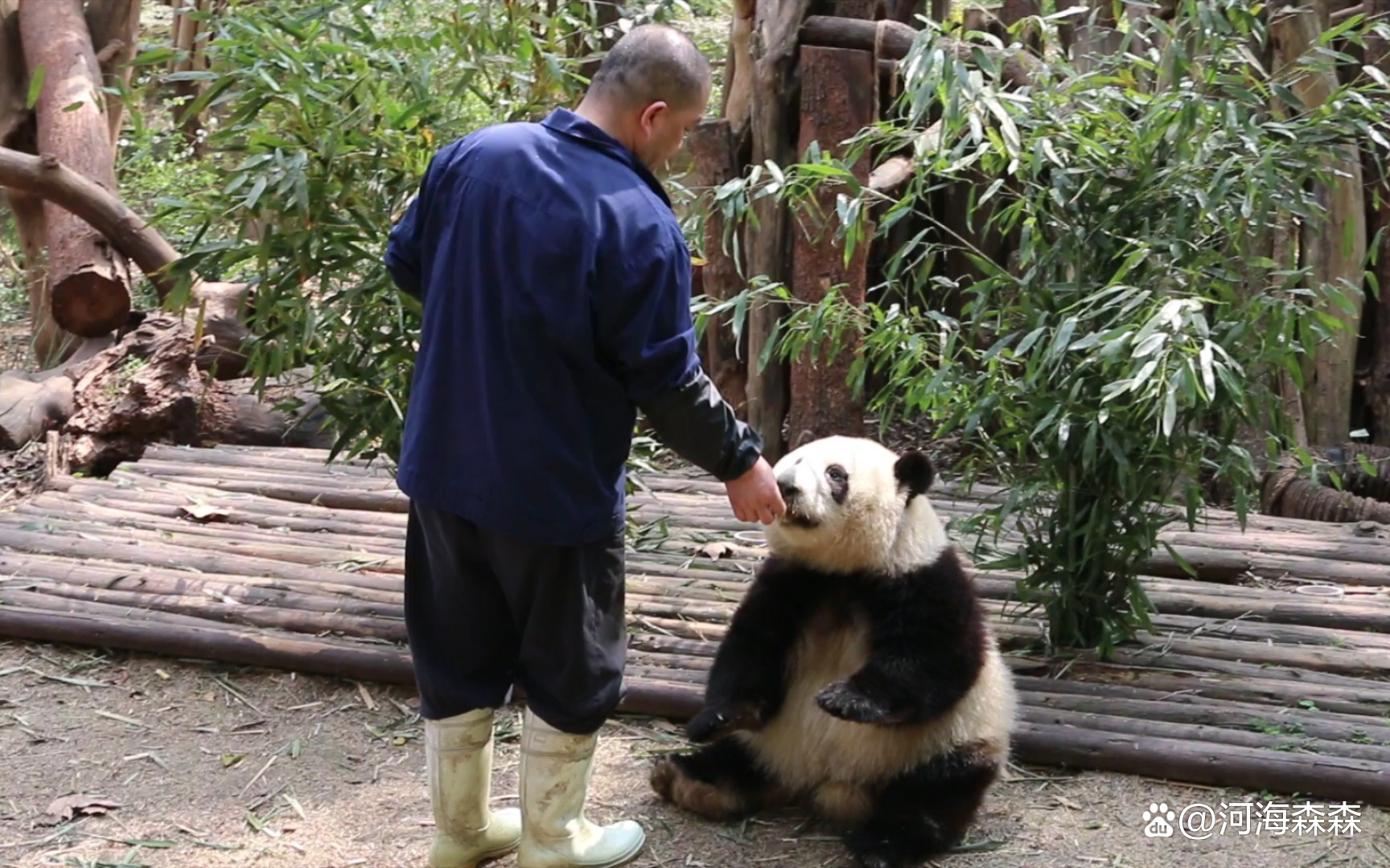 The most recognizable panda in the panda world, Hua Hua, has thousands ...