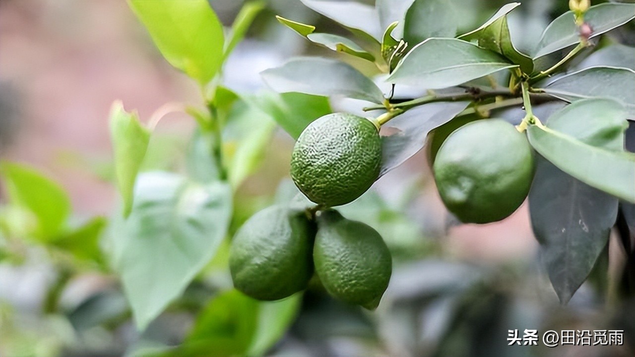 Lemon potted plants can harvest several crops of fruit a year. After ...