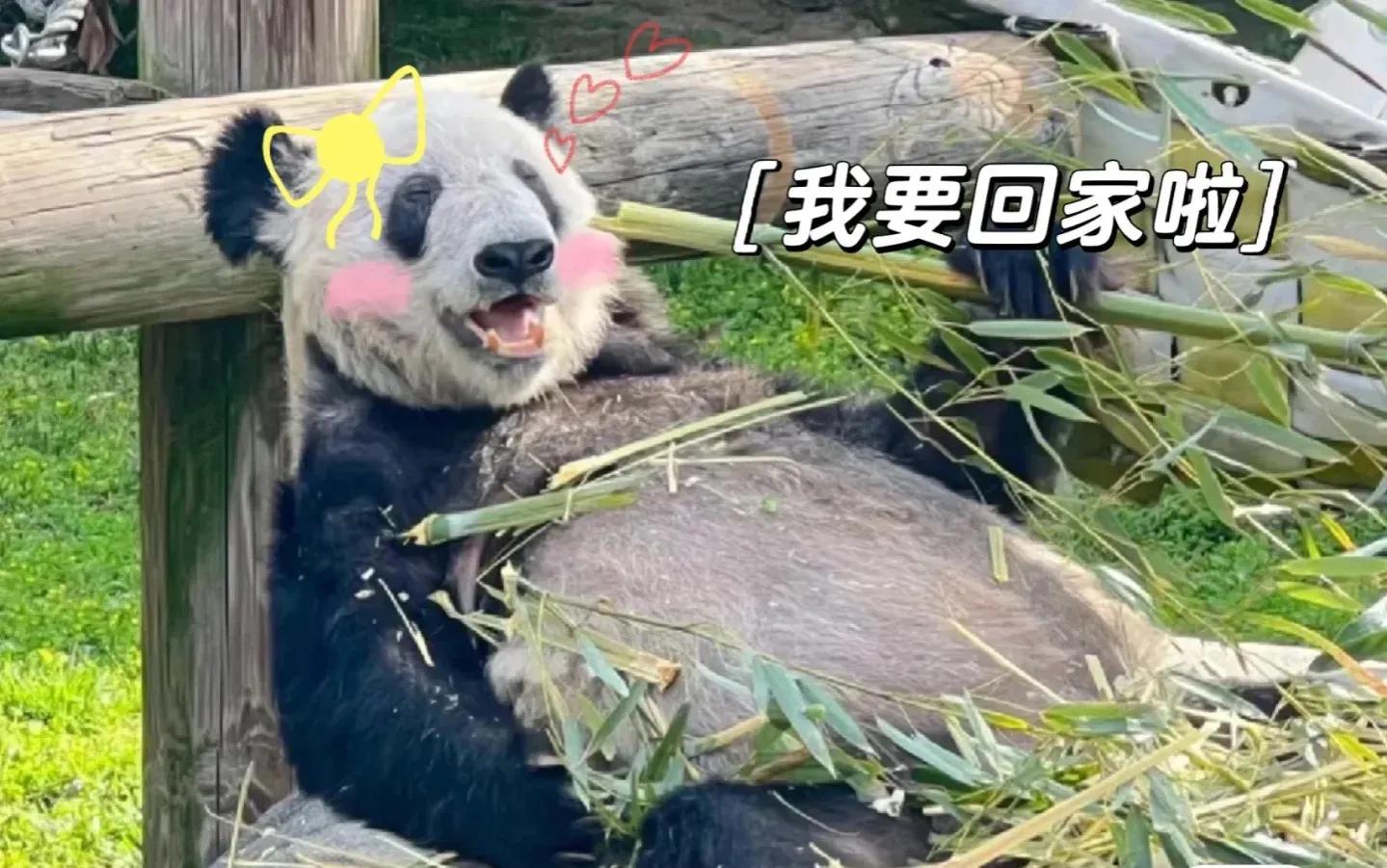 Panda Yaya, who has lived in the United States for 20 years, returned ...
