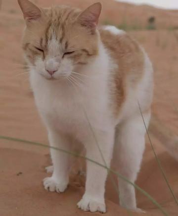 A "desert cat" appears in the Sahara that is not afraid of 50°C heat ...