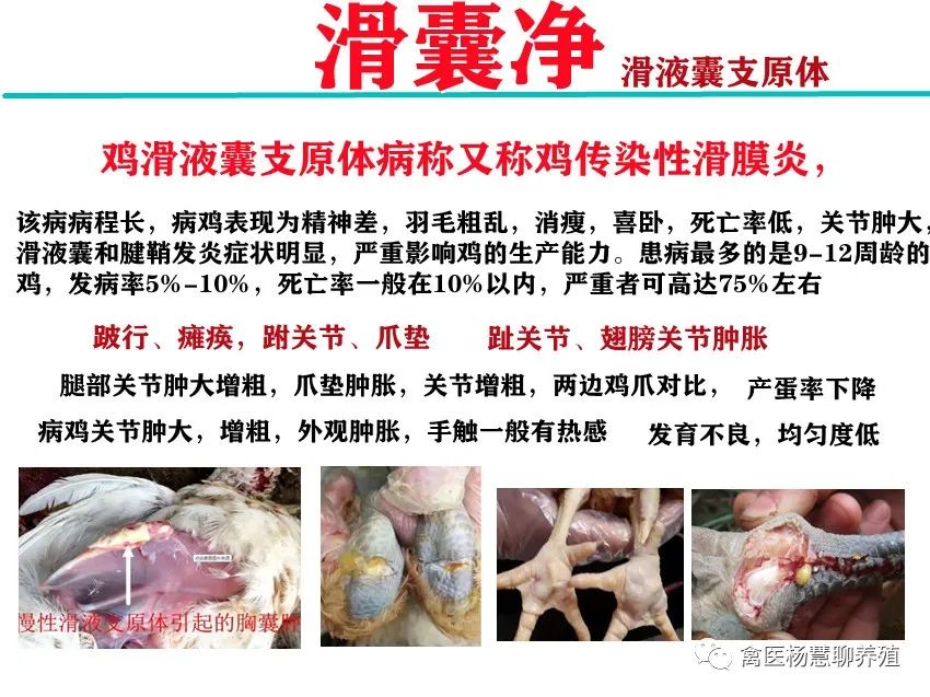 Poultry doctor Yang Hui talks about why the chicken legs are swollen ...