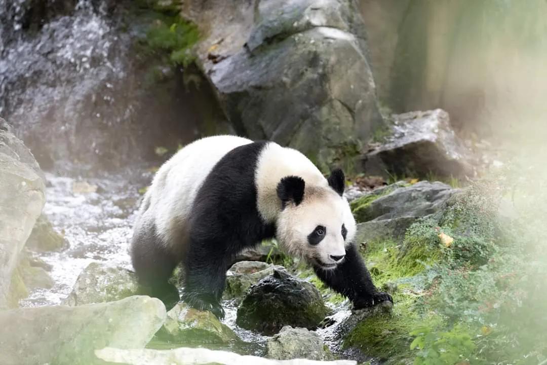 Fubao's rumored boyfriend, Yuanmeng, a giant panda living in France ...