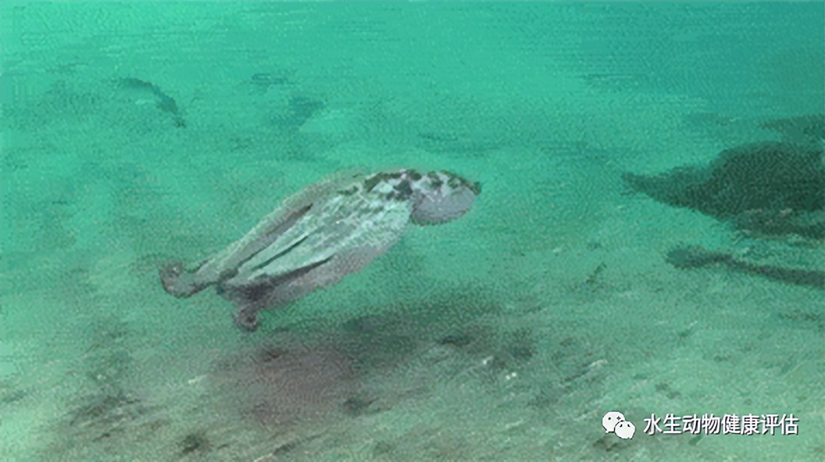 The top pretender on the bottom of the sea - Mimic Octopus - iNEWS