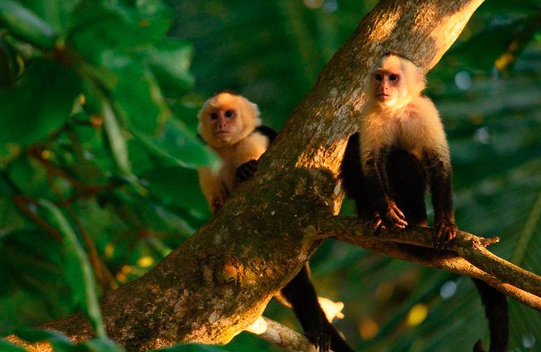 Major discovery: Panama monkeys may enter the Stone Age, and the earth ...