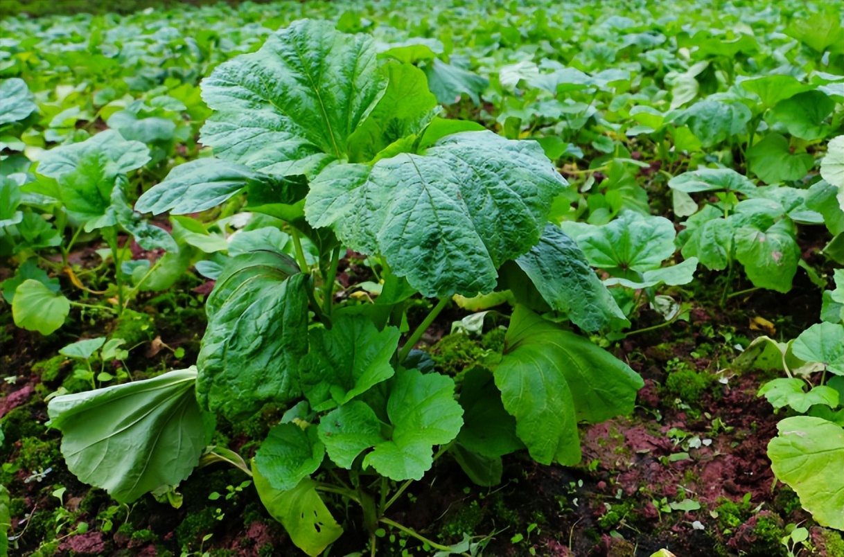 In ancient times, it was called the "king of a hundred vegetables". It ...