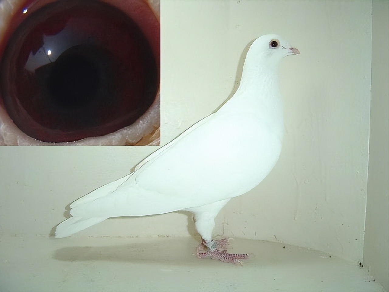 Training pigeons, these trainings are essential - iNEWS