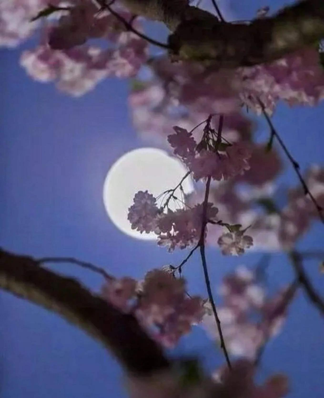 Partridge Day · Drunk#Fenglai Ci No. 113 Original# - iNEWS