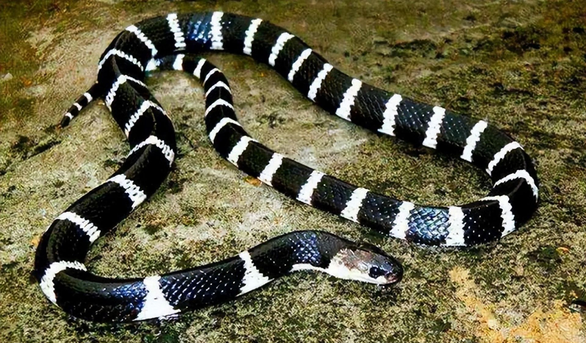 11 common snakes in rural areas, how many do you know? And how to ...