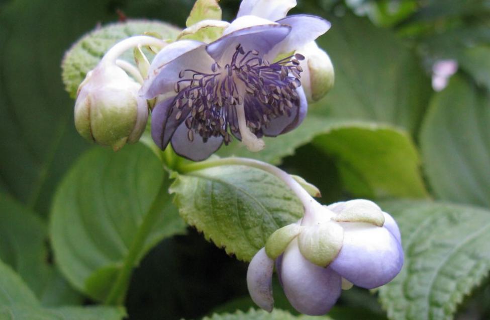 The first study on the endangered mechanism of the rare and rare plant ...