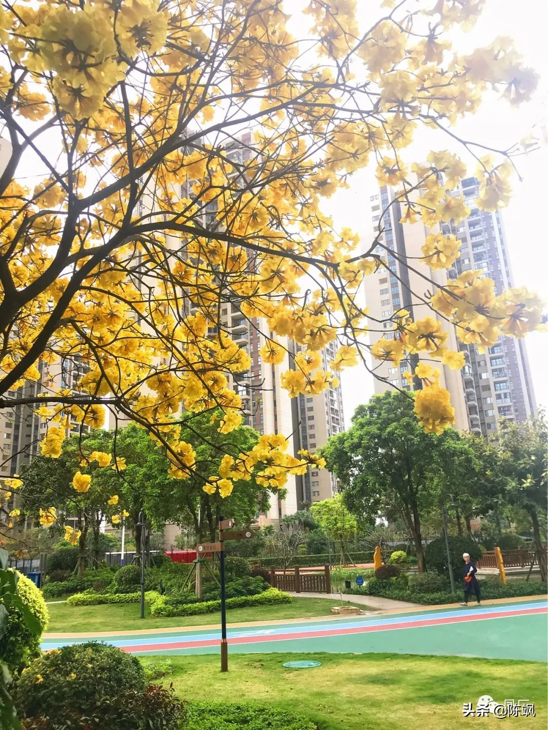 Ronggui, Shunde: Yellow Suzuki blooms in Phoenix Bay - iNEWS