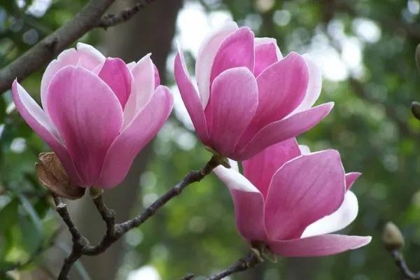 [Hua Xin Poetry Talk] (18) Mulan: Should add a tree girl Huawen/Song ...