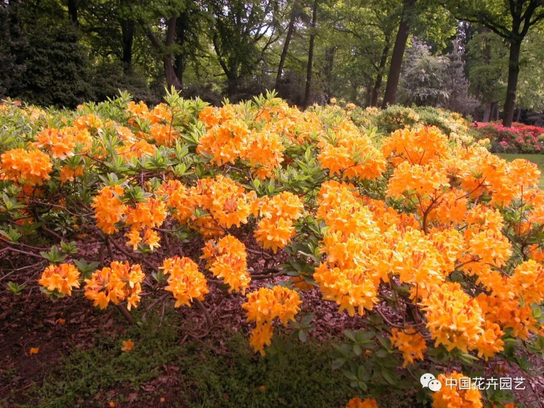 Main species groups and cultivation history of Rhododendron - iNEWS