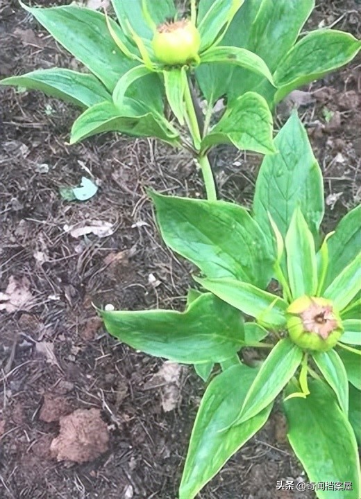 The rare plant Yunnan Baiyao: from traditional medicine to cultural ...