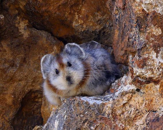 Unique to China!The world's endangered species "Ili pika" appears in ...