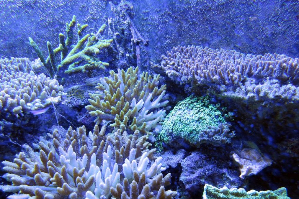 The deep sea is one of the largest ecosystems on earth, it hides many ...