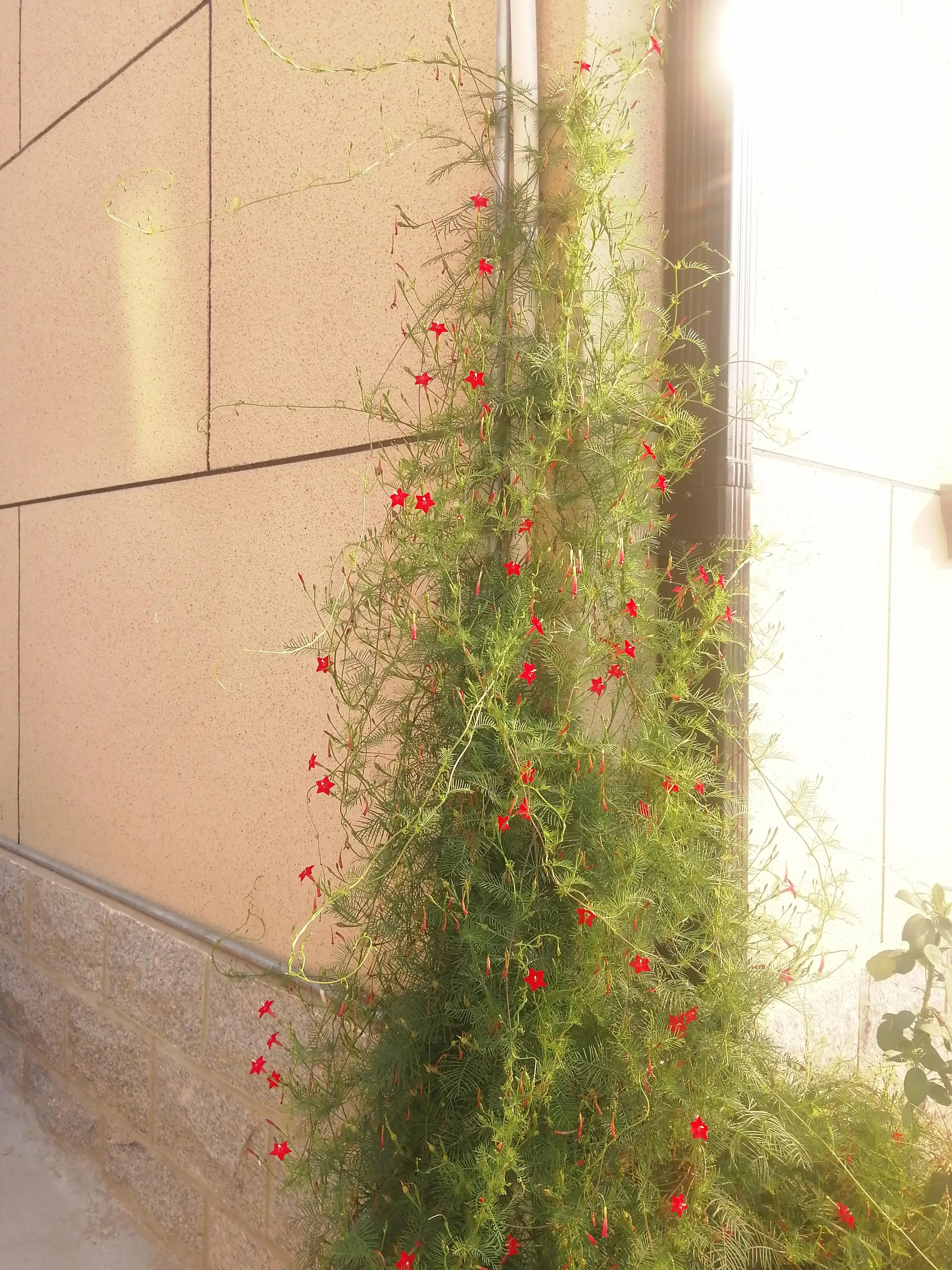 The most beautiful but five-star flower - iNEWS