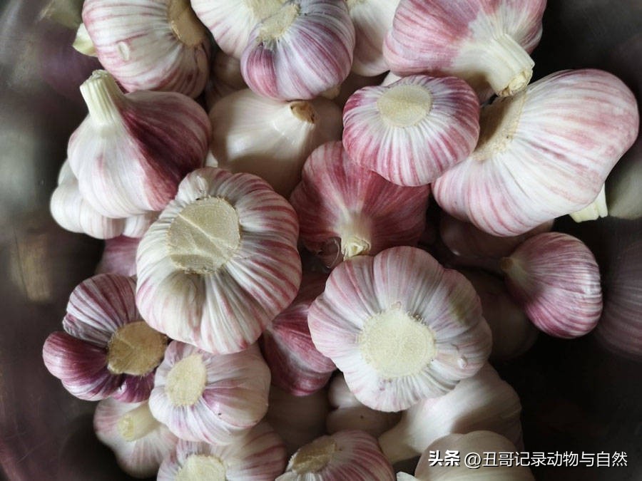 Pickled sugar and garlic teach a trick, sweet and sour, crisp and more ...