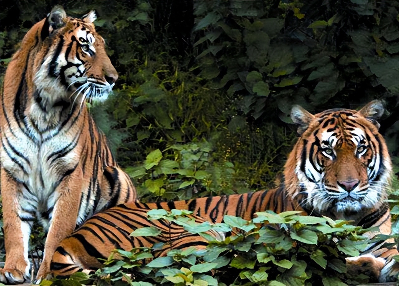 Nineteen years ago, China sent five South China tigers to Africa for ...