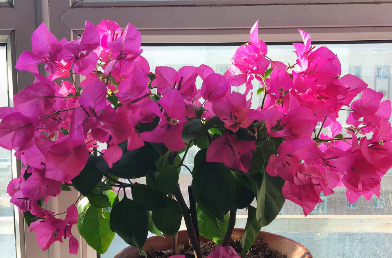 These 4 kinds of "lazy flower" prefer to bask in the sun, entering the ...