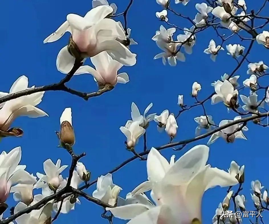 Strange flower in Weibei: Mizi magnolia flower tree - iNEWS