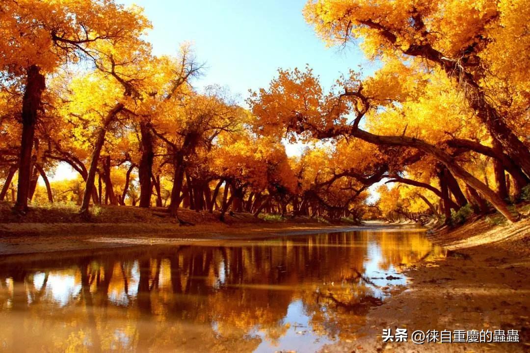 I traveled thousands of miles to visit the Populus euphratica forest in ...