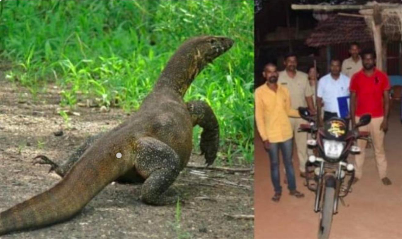 Eighteen minutes of a rape case, even a monitor lizard dares to violate ...