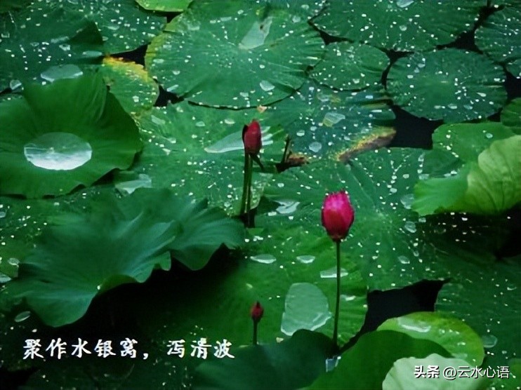 Yang Wanli's two poems describe two life situations, and the simple ...