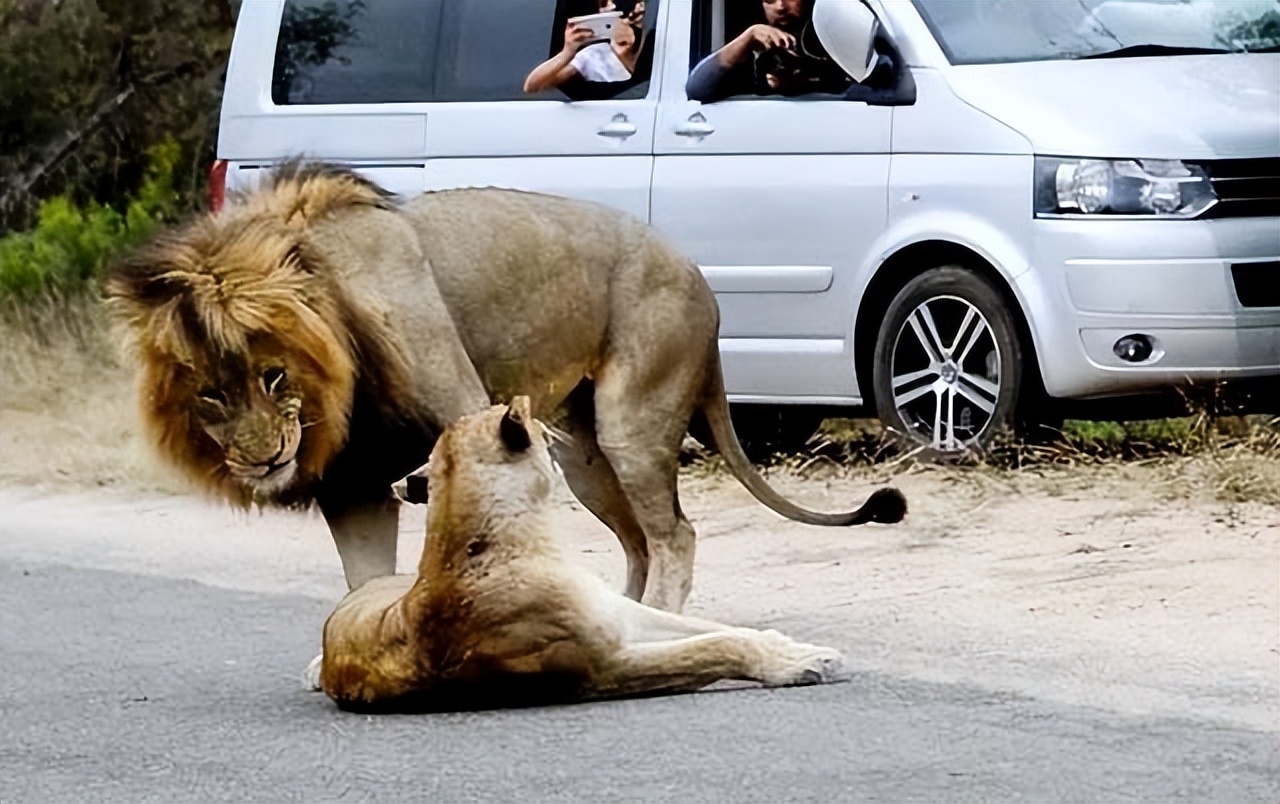 Why don't lions attack humans in cars? Uncover the reason - iNEWS