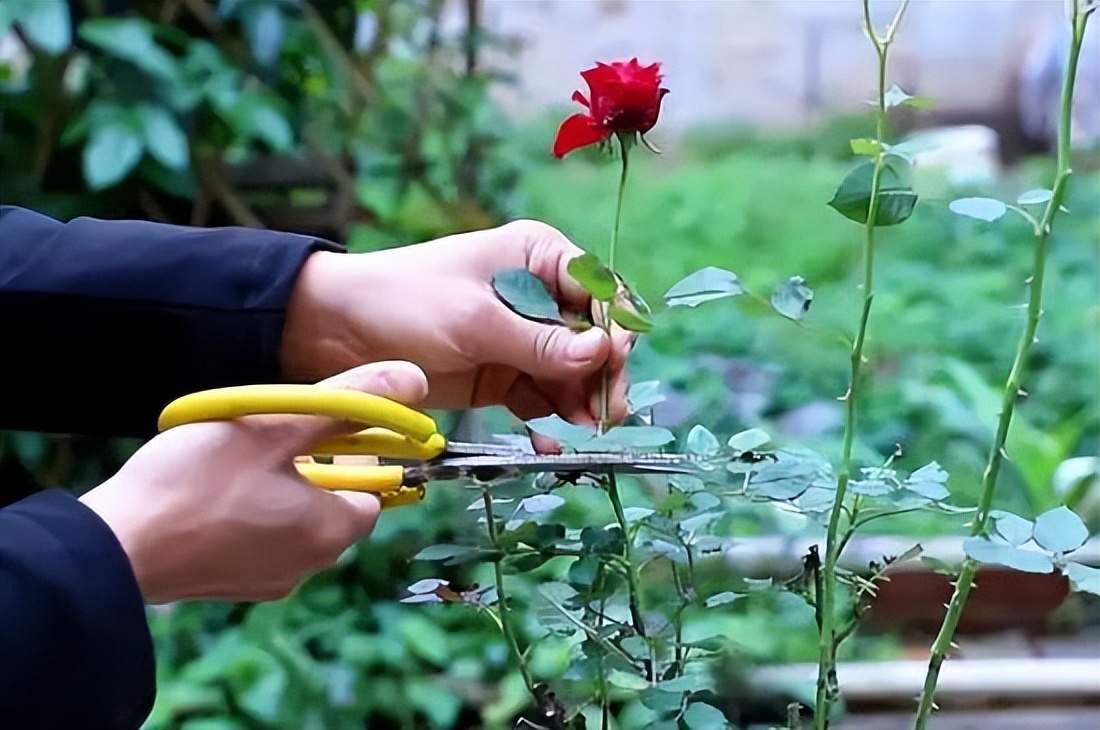 After the rose flower fails to bloom in spring, do these 3 things ...