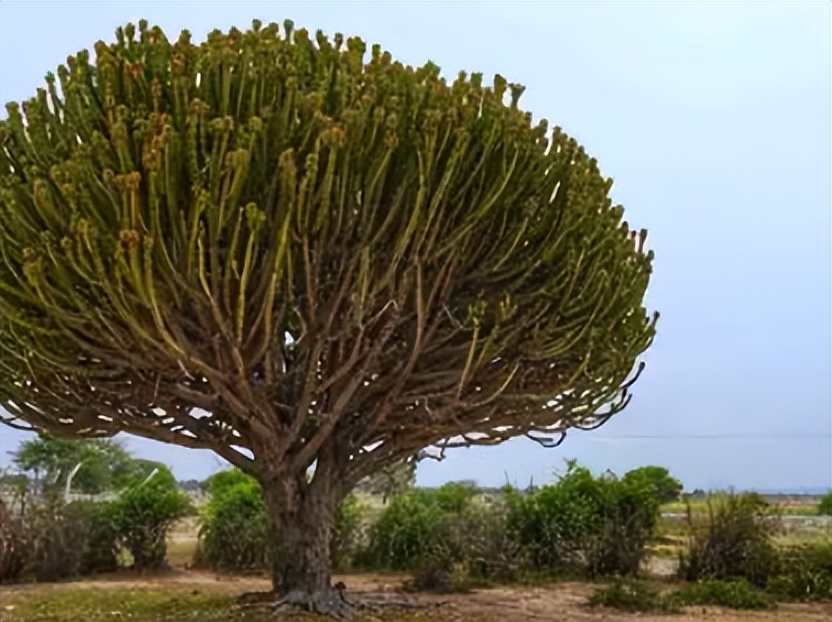 The Candlestick Tree: A Miracle of Natural Beauty - iMedia