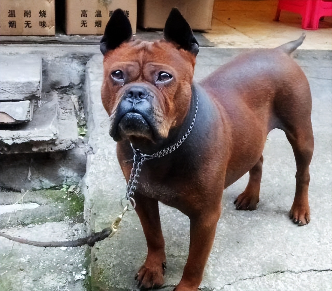 Why are more and more people raising "local dogs"?Netizen: Once you ...