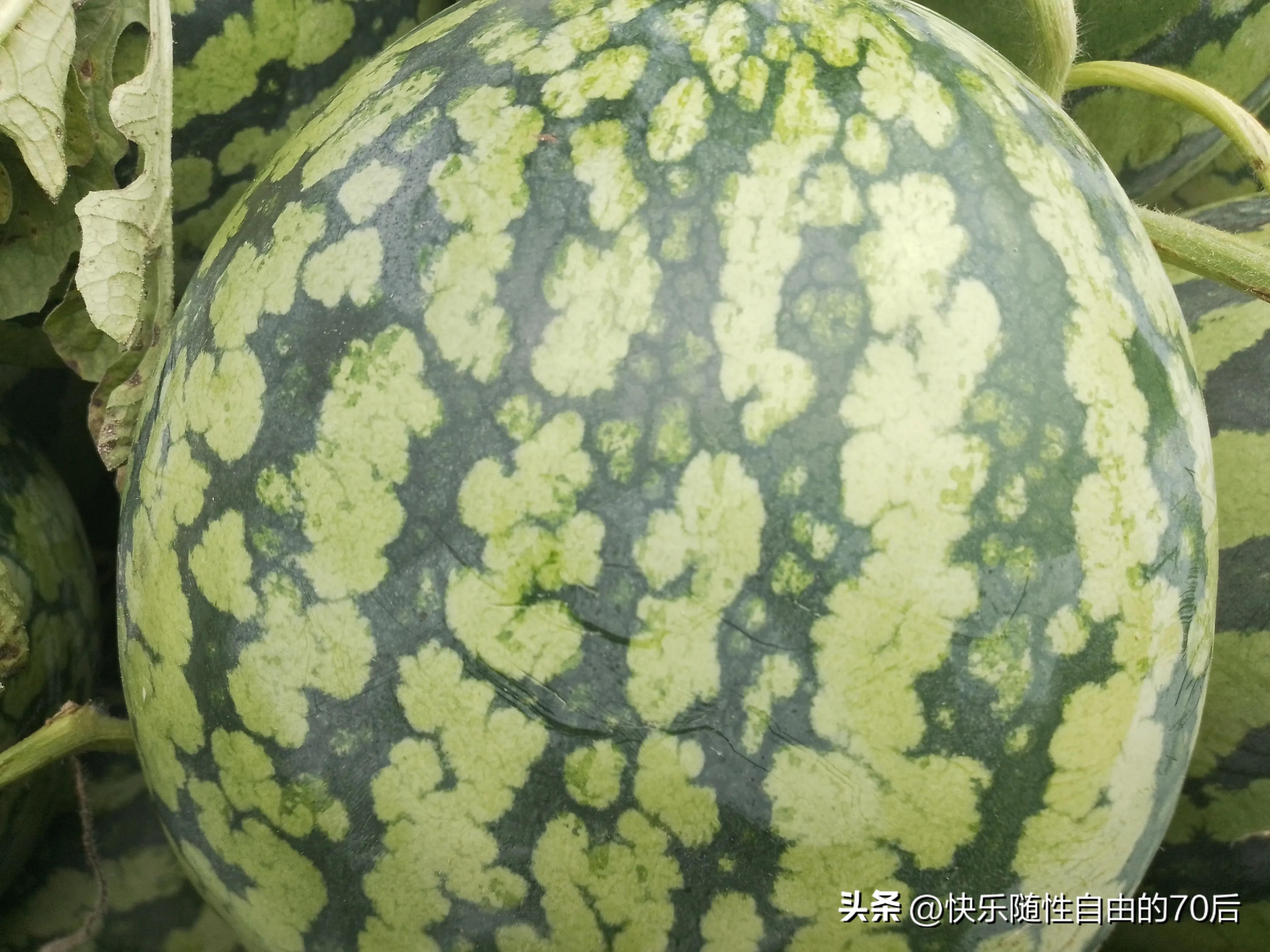 The hot summer watermelon is at the right time, teach you how to choose ...