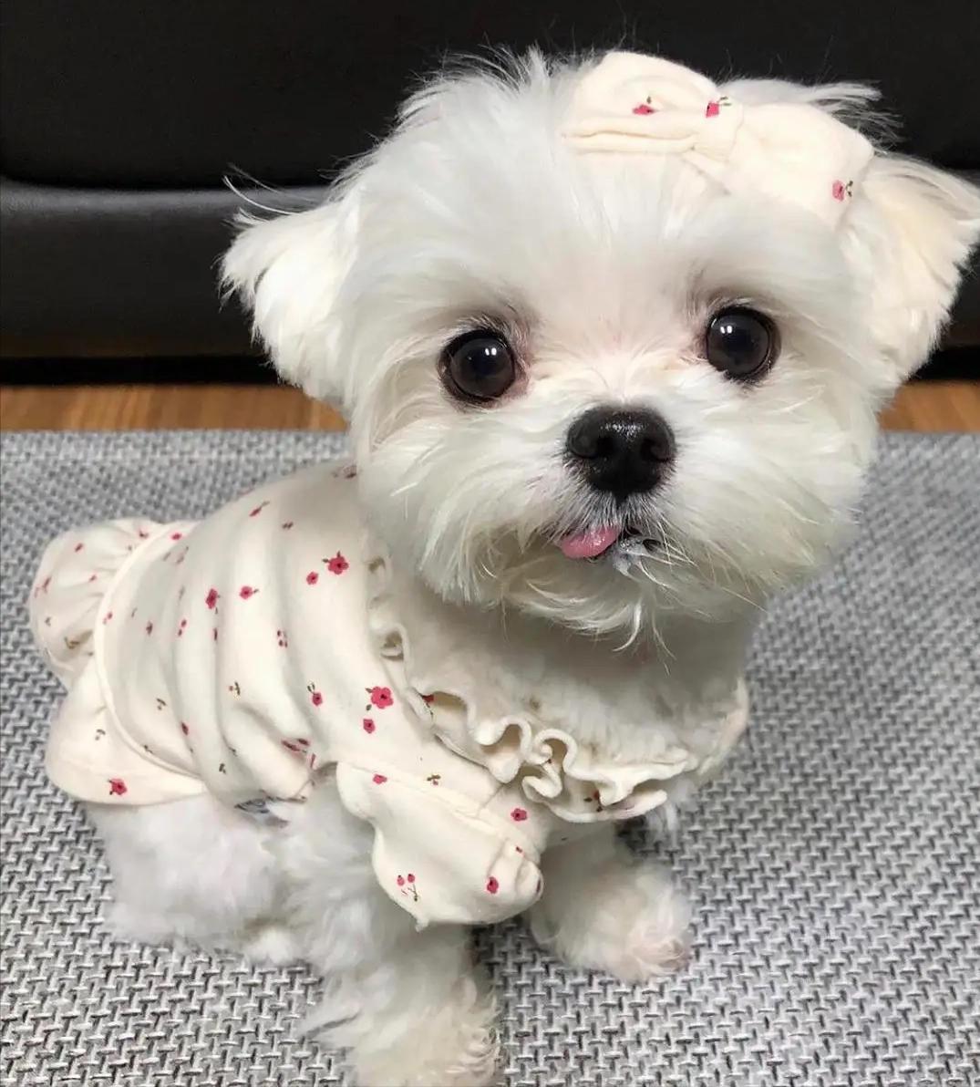 These 8 kinds of dogs are cute and easy to keep, and they are the first ...